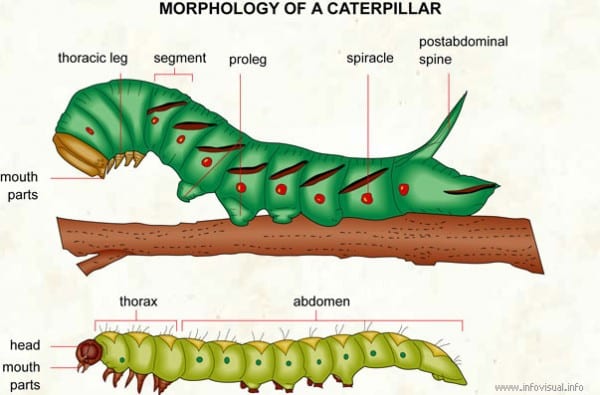 Parts Of A Caterpillar Diagram