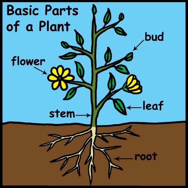 Basic Plant Diagram