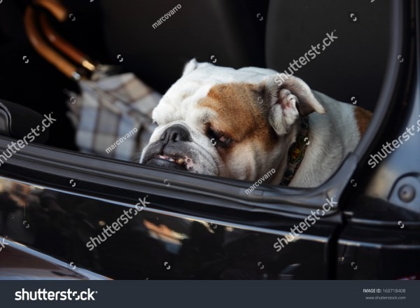Bulldog Car Alarm